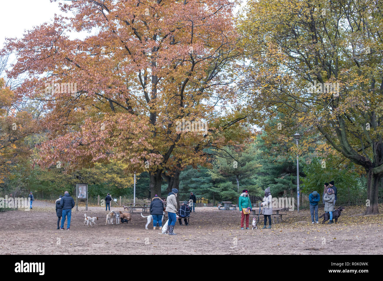 TORONTO, CANADA - NOVEMBER 3, 2018: PEOPLE AND THEIR DOGS AT HIGH PARK ...