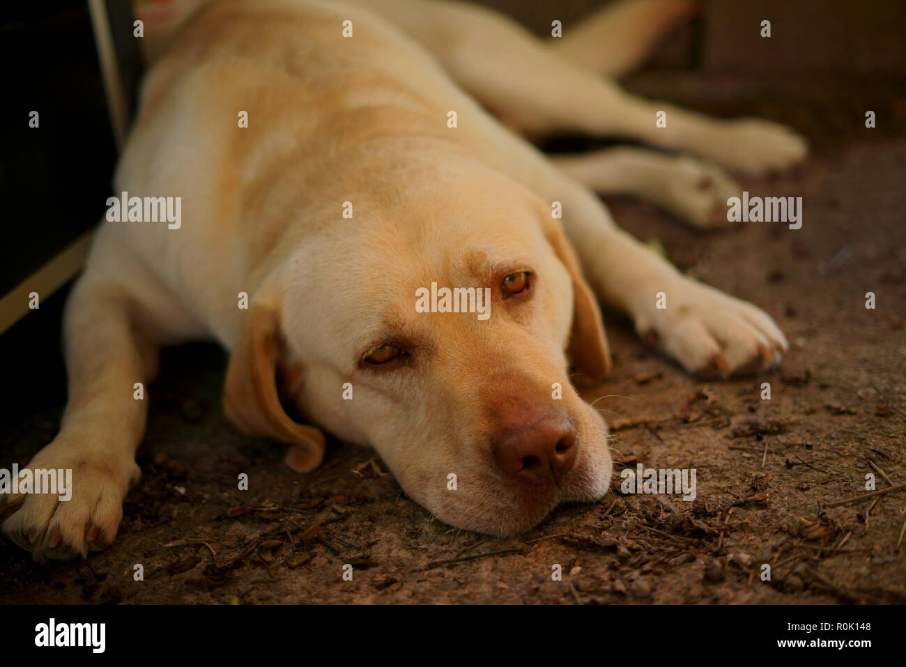 Droopy dog hi-res stock photography and images - Alamy