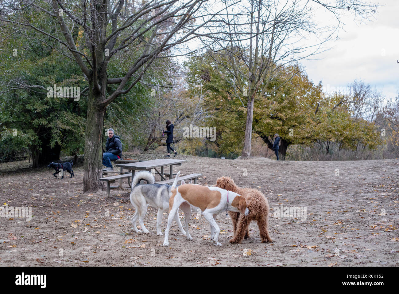 TORONTO, CANADA - NOVEMBER 3, 2018: PEOPLE AND THEIR DOGS AT HIGH PARK ...