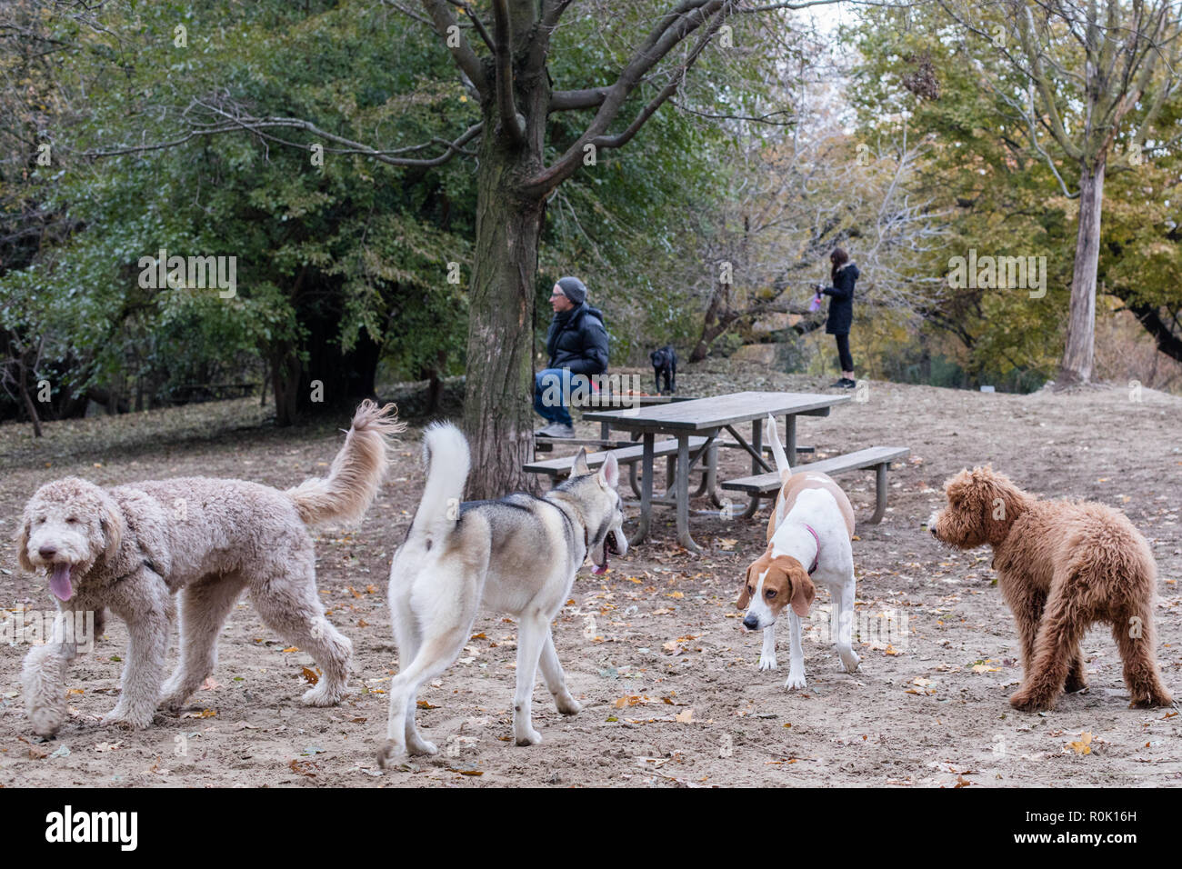 TORONTO, CANADA - NOVEMBER 3, 2018: PEOPLE AND THEIR DOGS AT HIGH PARK ...