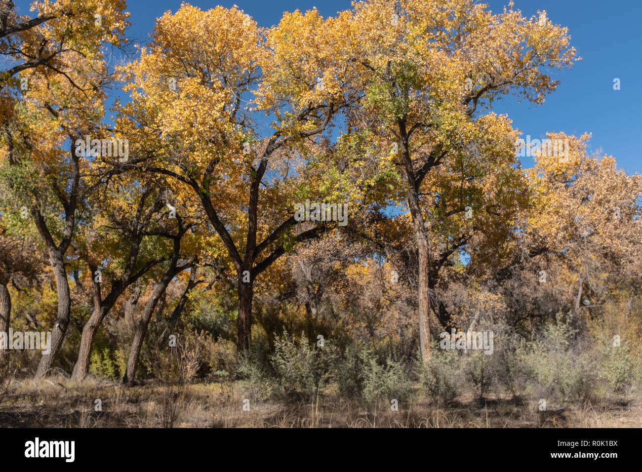 Rio grande cottonwood forest hi-res stock photography and images - Alamy