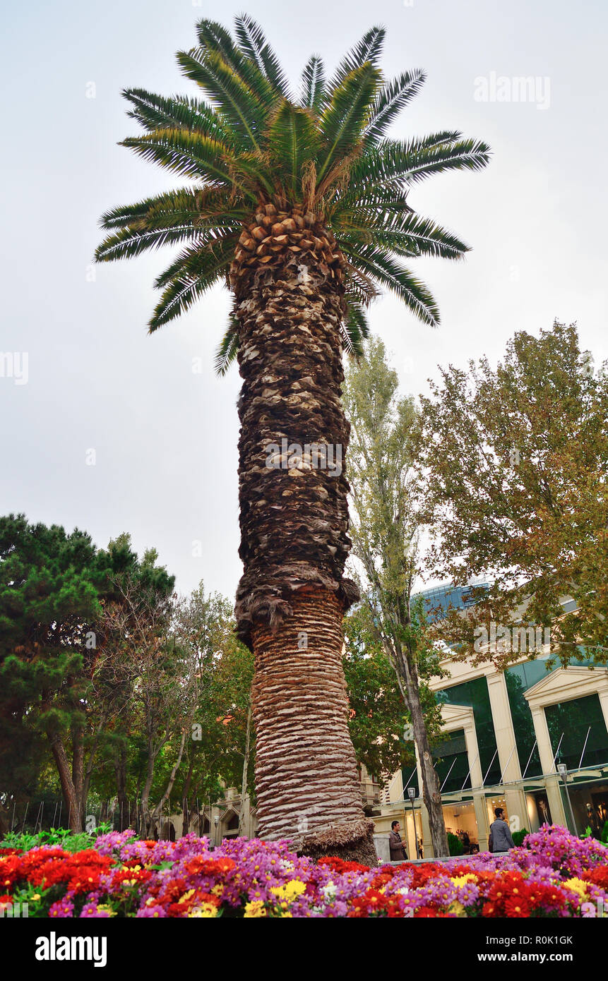 Palma surrounded by flowers in the central park of Baku Stock Photo - Alamy
