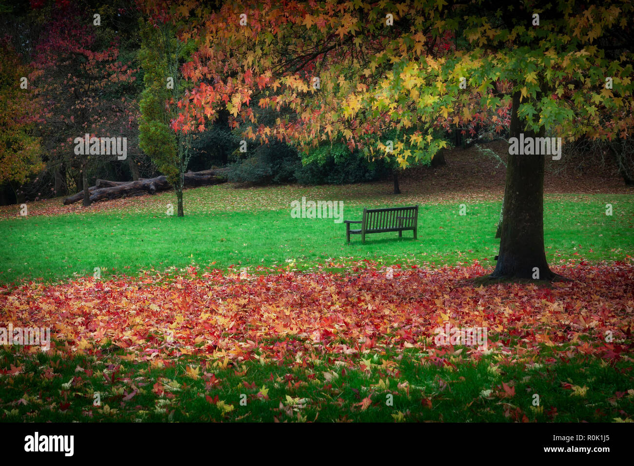 Clyne gardens swansea hi-res stock photography and images - Alamy