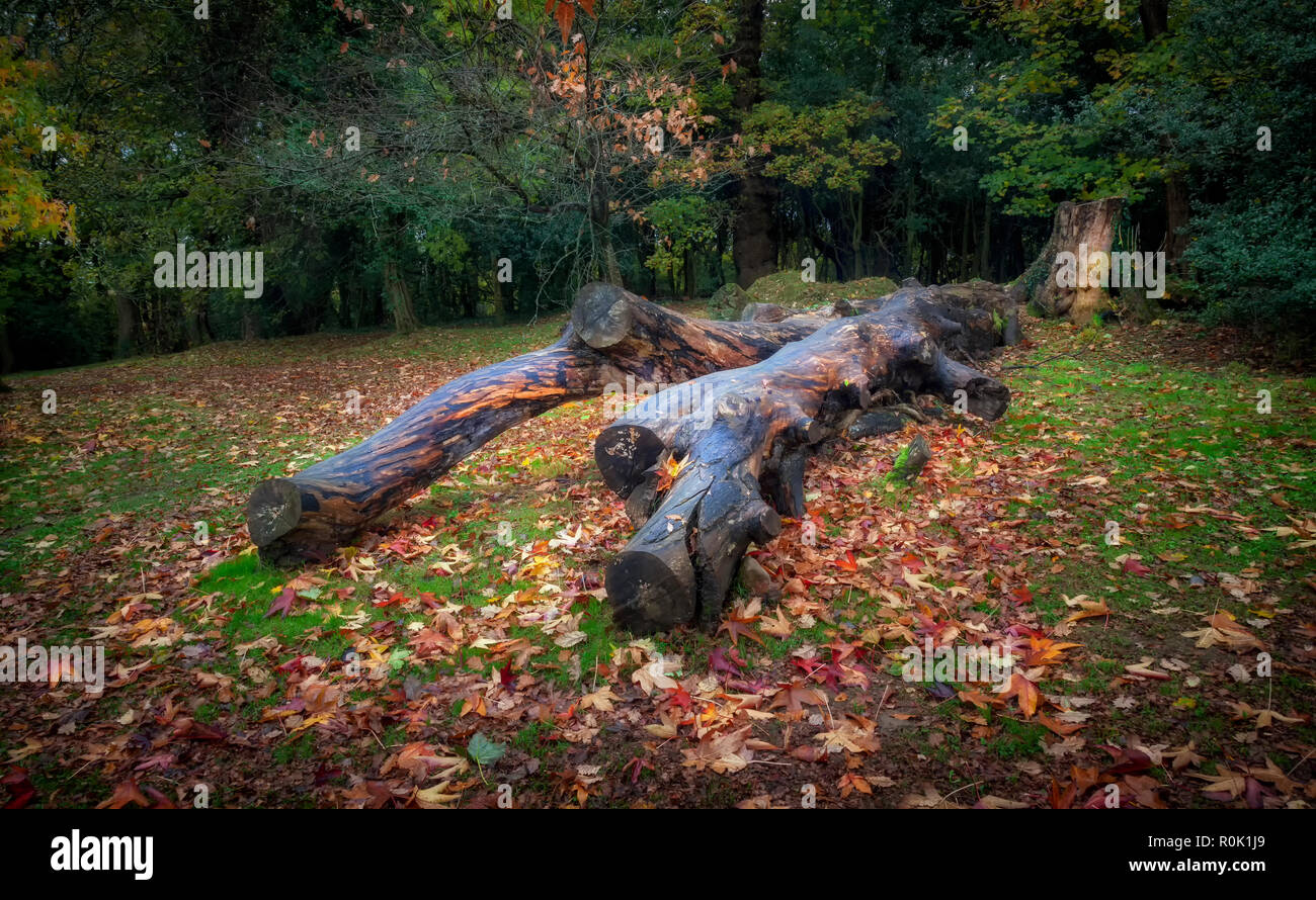 Dead trees in Autumn at Clyne Gardens Stock Photo - Alamy