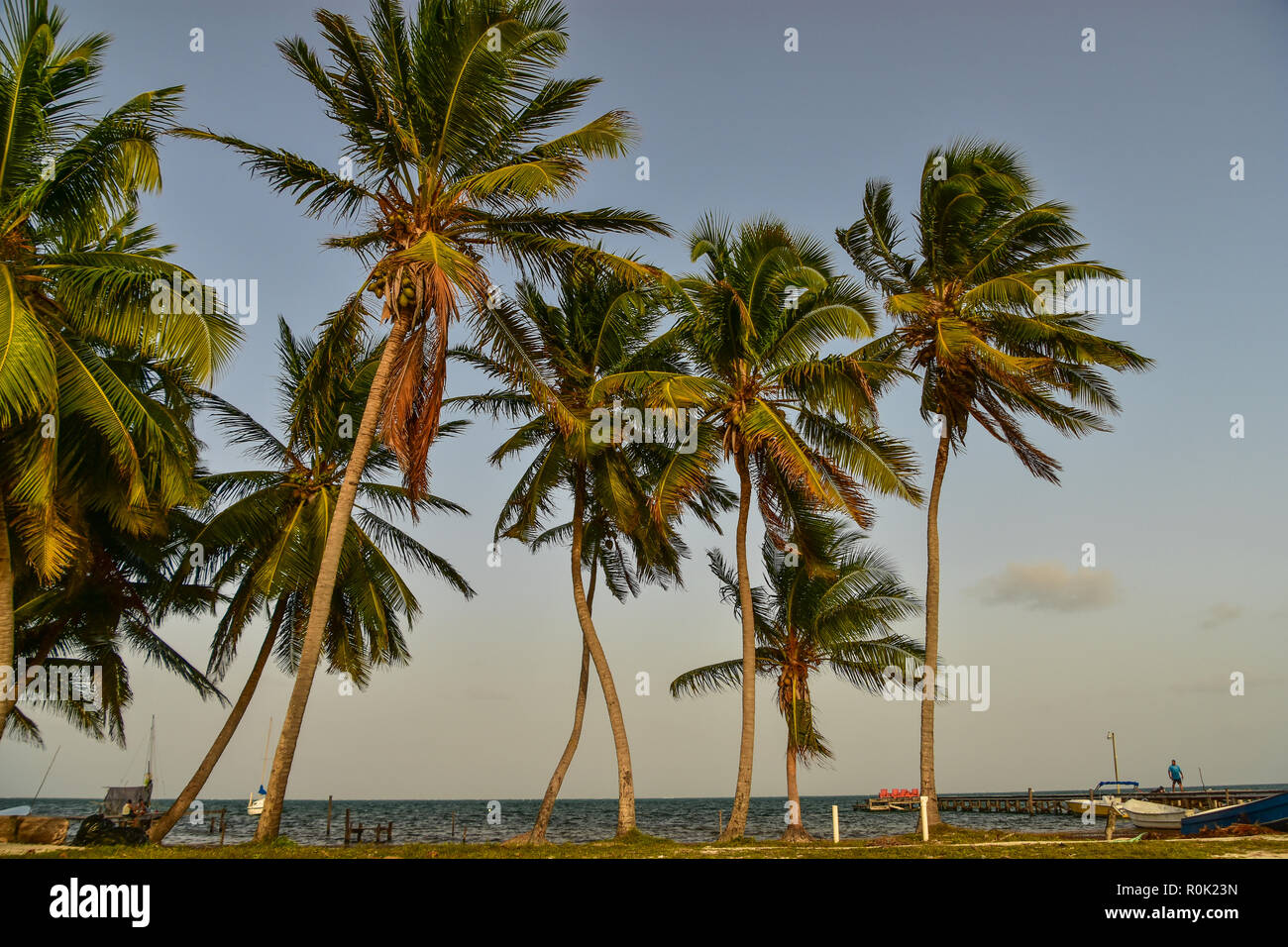 Coconut trees in Caye Caulker, Belize Stock Photo - Alamy