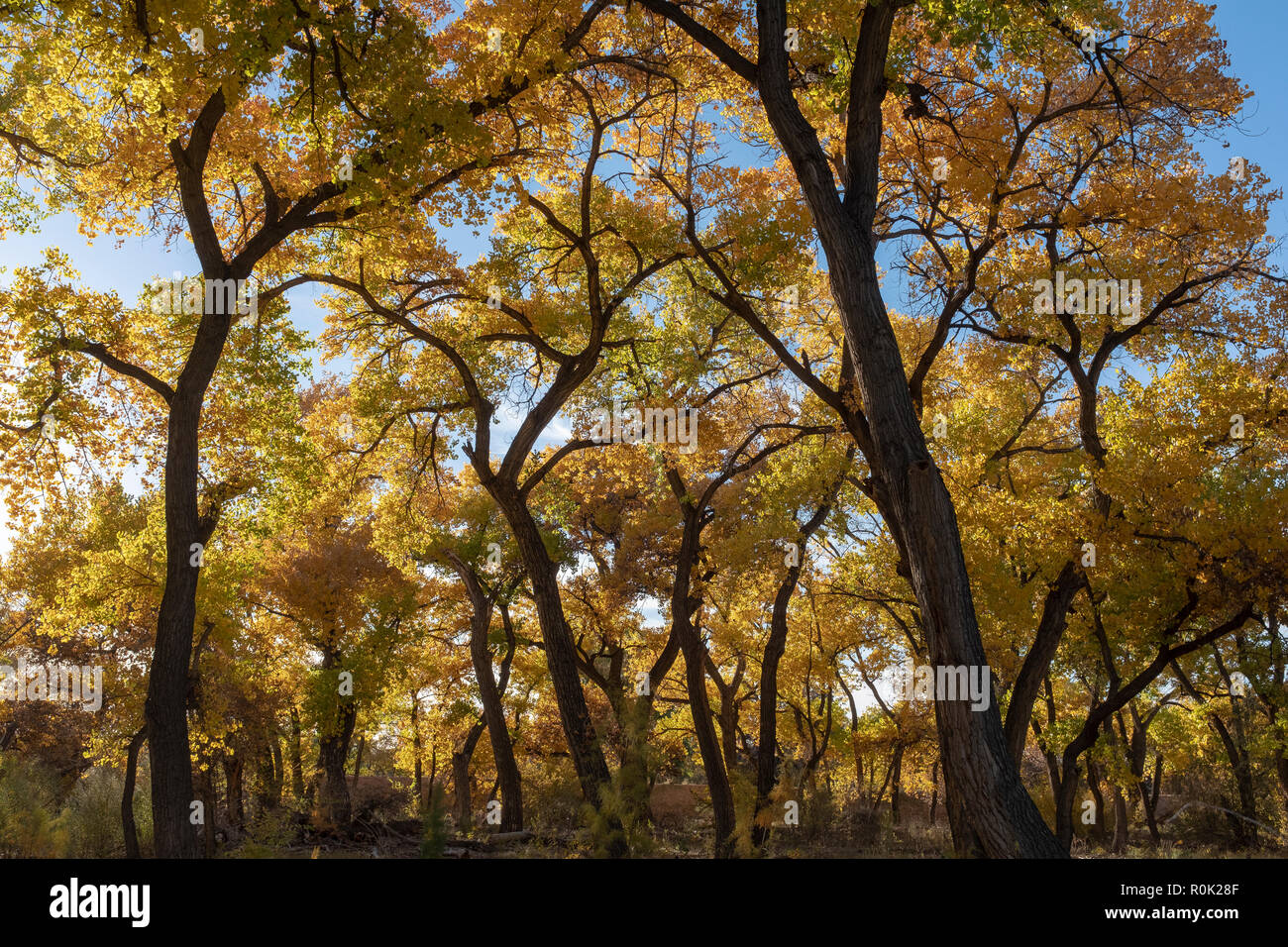 cottonwood trees in Autumn Stock Photo - Alamy
