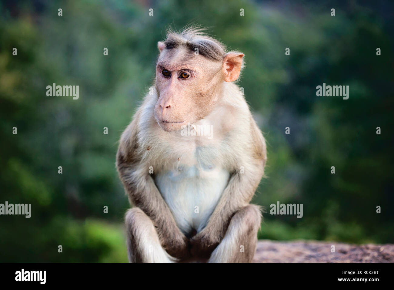Rhesus Macaque little monkey close to Arunachala ashram at ...