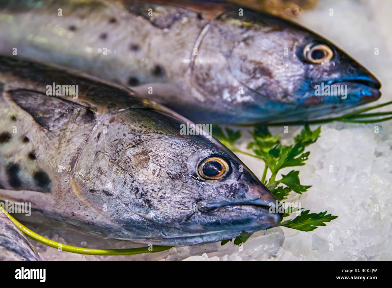 fish in the market Stock Photo - Alamy
