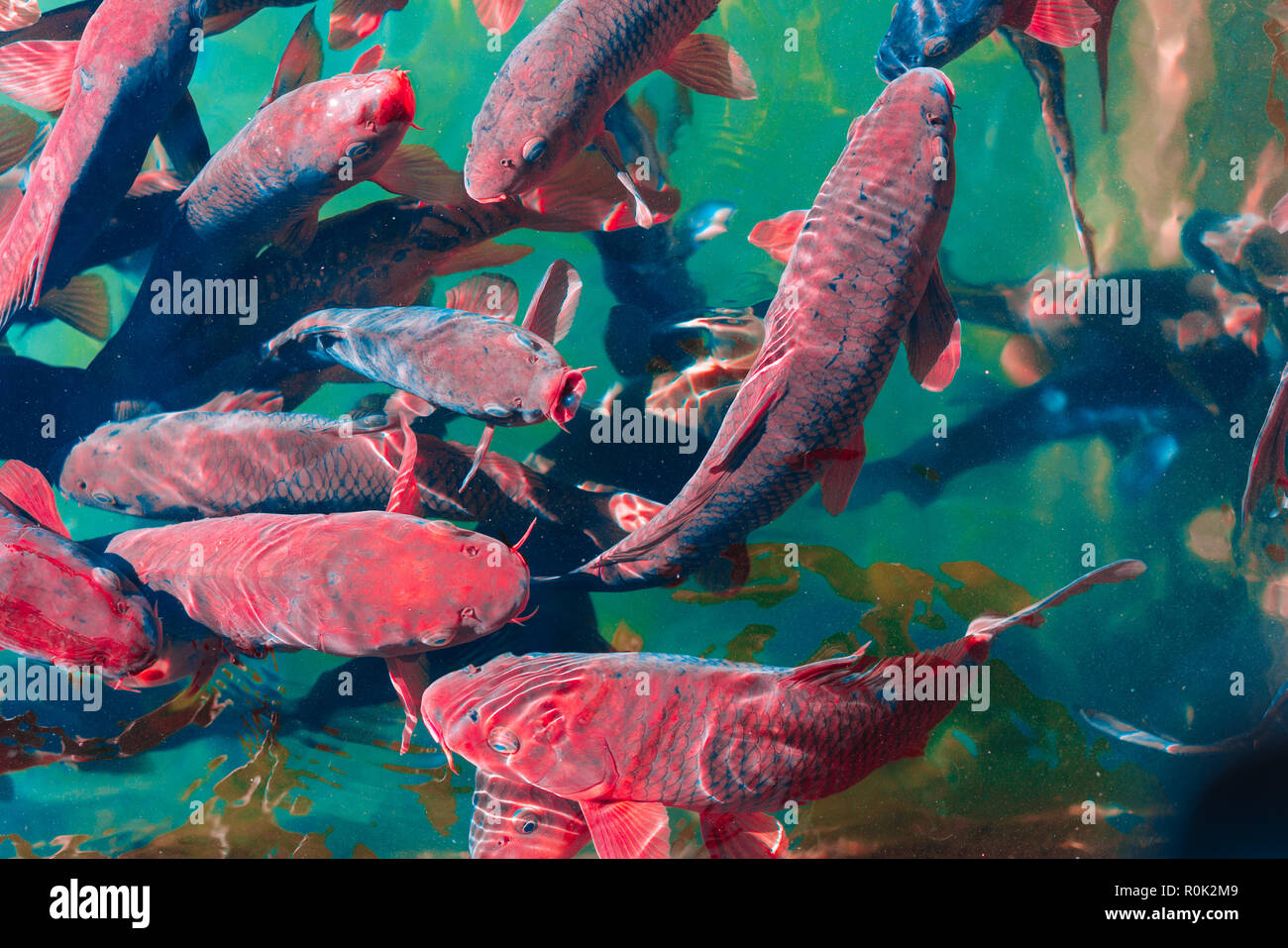 In the ocean, fish swim Stock Photo - Alamy