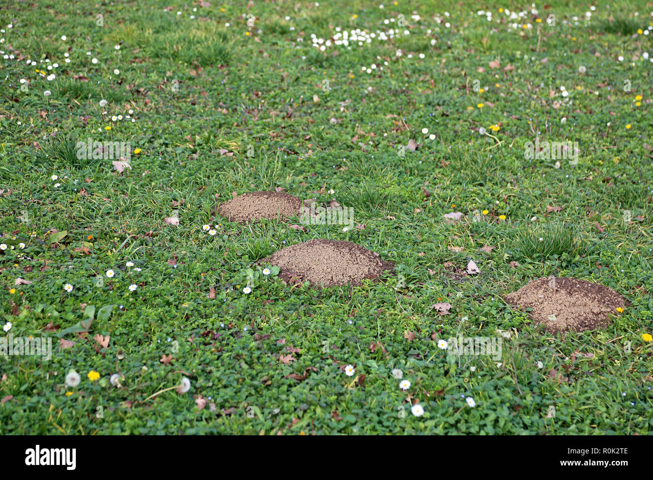 Several Mole Holes Damage in Lawn Green Grass Stock Photo - Alamy
