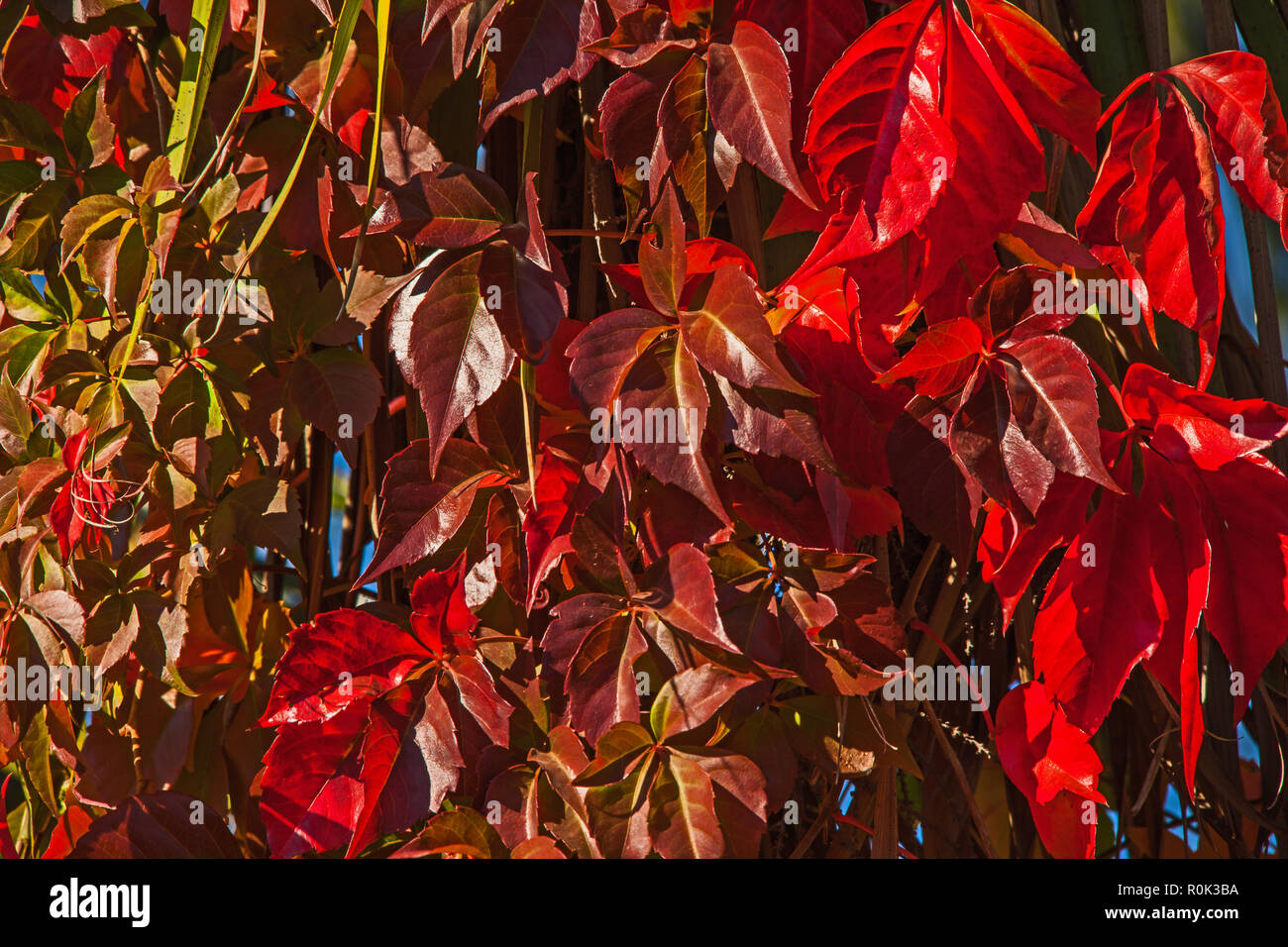 Virginia Creeper (Parthenocissus quinquefolia Stock Photo - Alamy