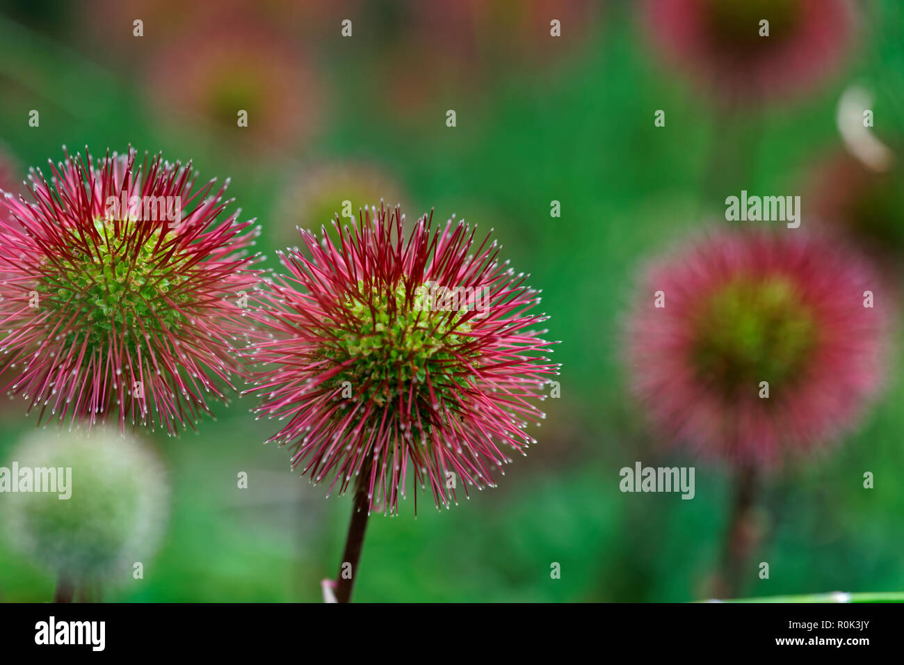 Acaena argentea better known in Chile as cadillo. It is a very common ...