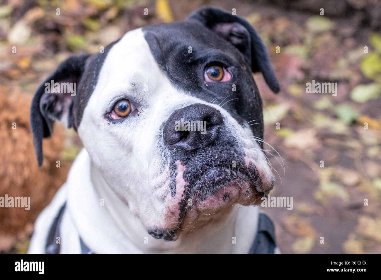 TORONTO, CANADA - NOVEMBER 3, 2018: PEOPLE AND THEIR DOGS AT HIGH PARK ...
