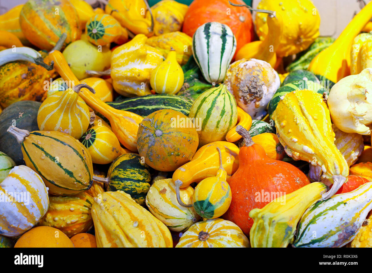 Many Small Gourds High Resolution Stock Photography and Images - Alamy