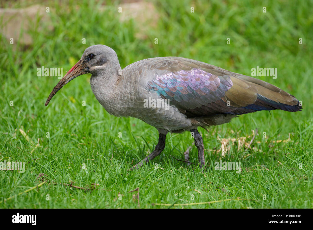 Hadada ibis hi-res stock photography and images - Alamy