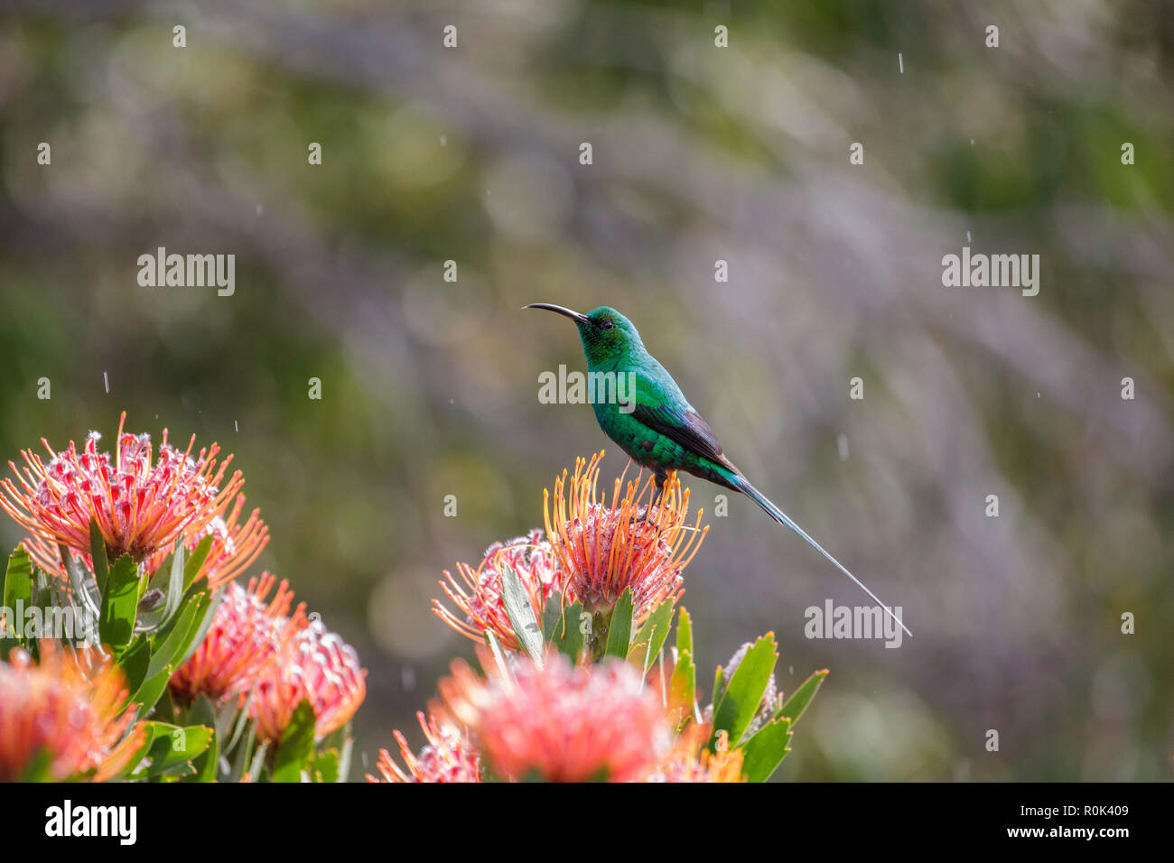 Malachite Sunbird Nectarinia famosa famosa Kirstenbosch Botanical ...