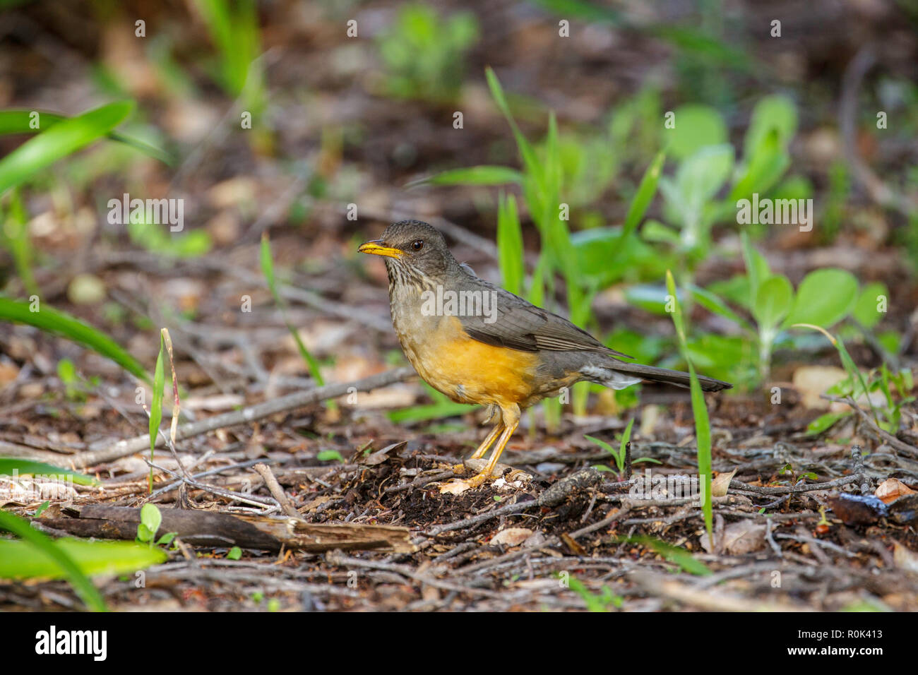 Olive Thrush Turdus olivaceus Kirstenbosch Botanical Garden, Cape Town ...