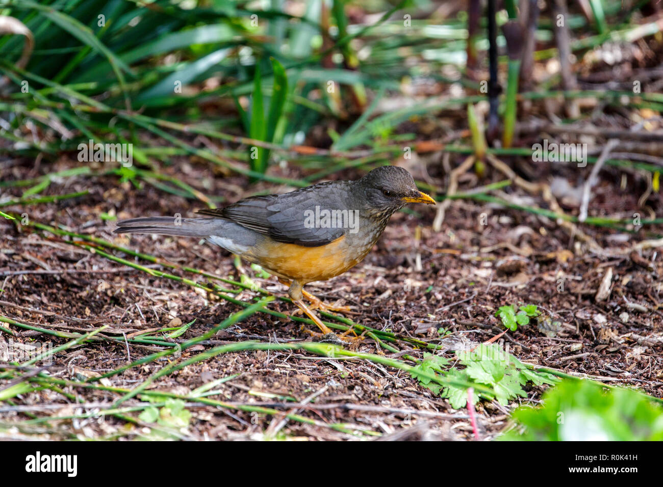 Olive Thrush Turdus olivaceus Kirstenbosch Botanical Garden, Cape Town ...