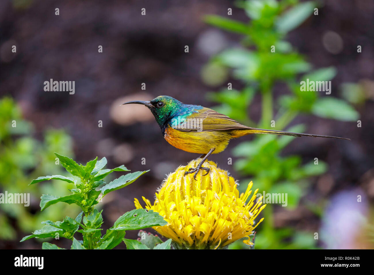 Orange-breasted Sunbird Anthobaphes violacea Kirstenbosch Botanical ...