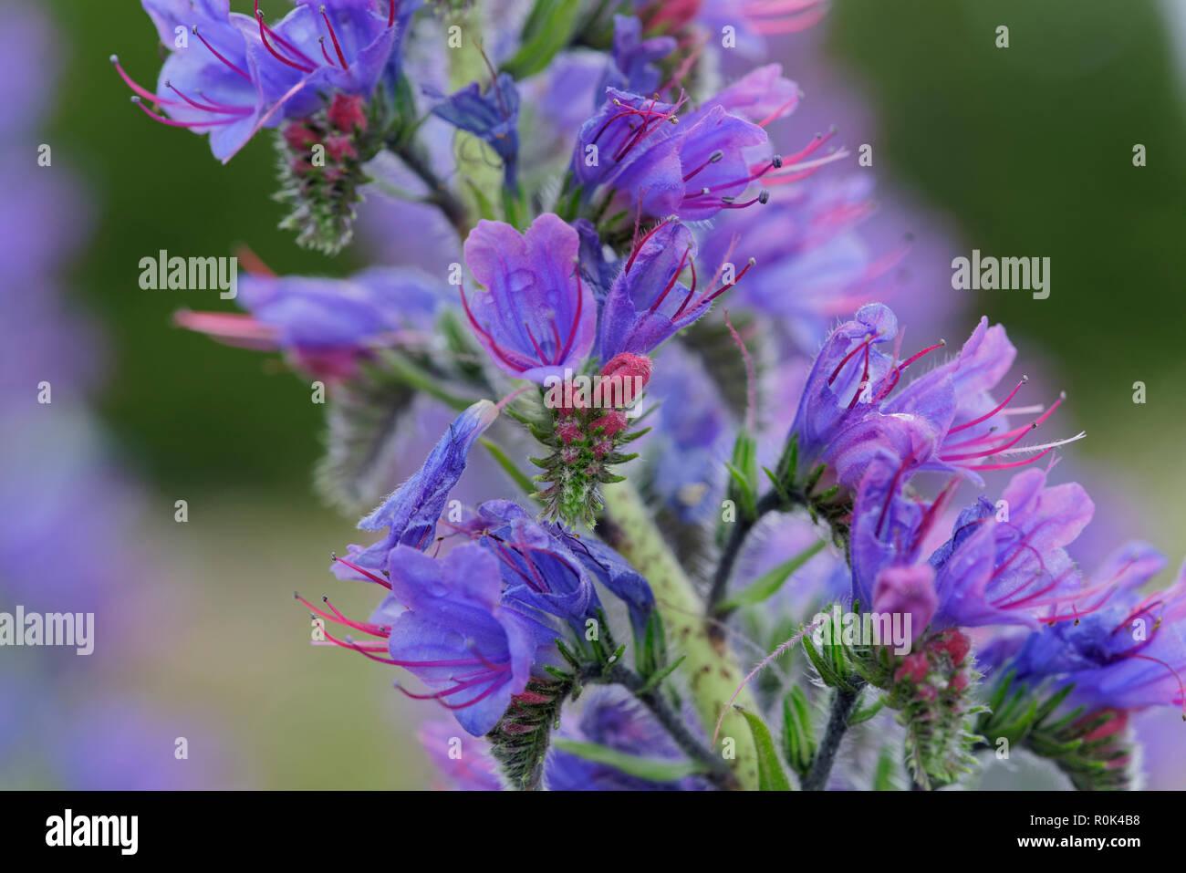 Ortiguilla hi-res stock photography and images - Alamy