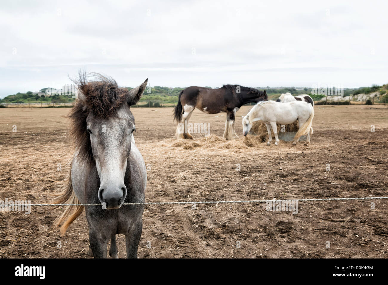 Gypsy Ponies High Resolution Stock Photography and Images - Alamy