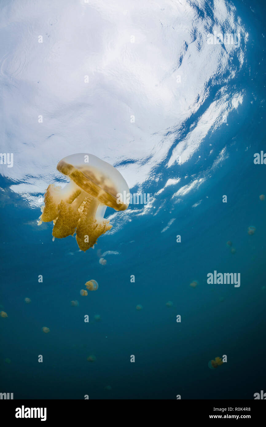 Kakaban hi-res stock photography and images - Alamy