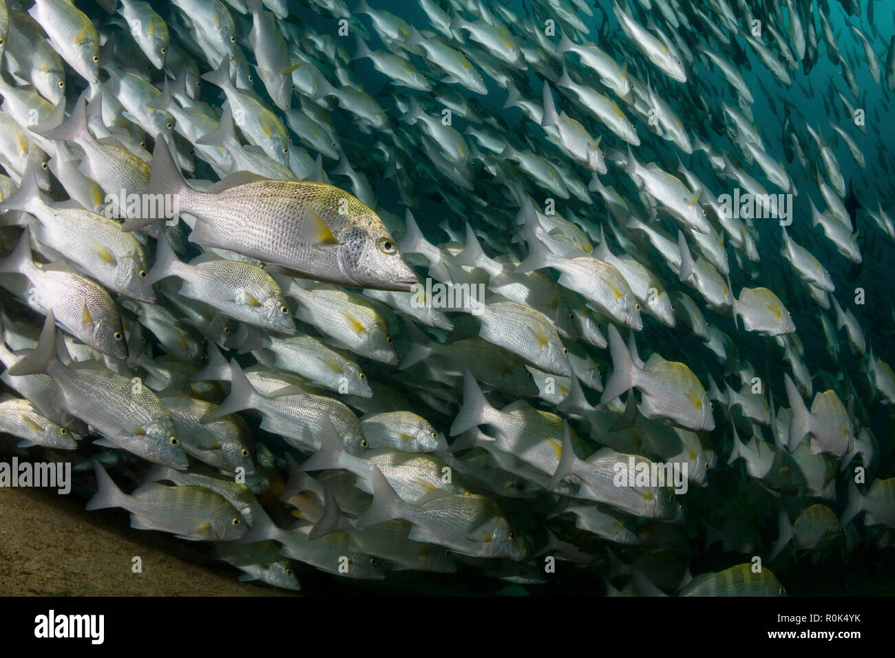 School of yellow snapper in Cabo Pulmo, Mexico Stock Photo - Alamy