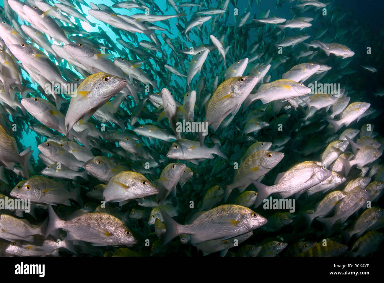 School of yellow snapper in Cabo Pulmo, Mexico Stock Photo - Alamy