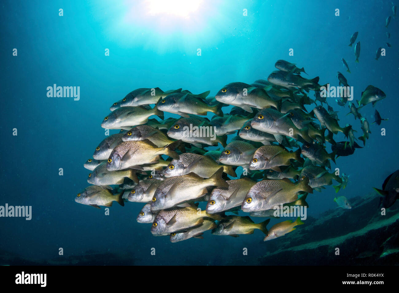 School of yellow snapper in Cabo Pulmo, Mexico Stock Photo - Alamy