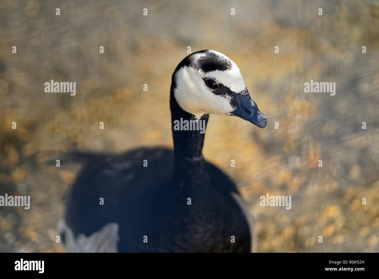 Duck close up looking around Stock Photo - Alamy
