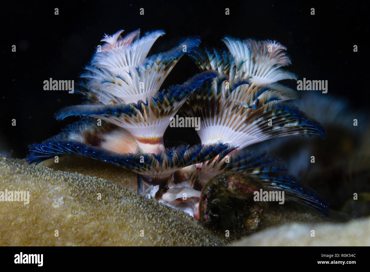 The tail of a Christmas tree worms fully open, Anilao, Philippines ...