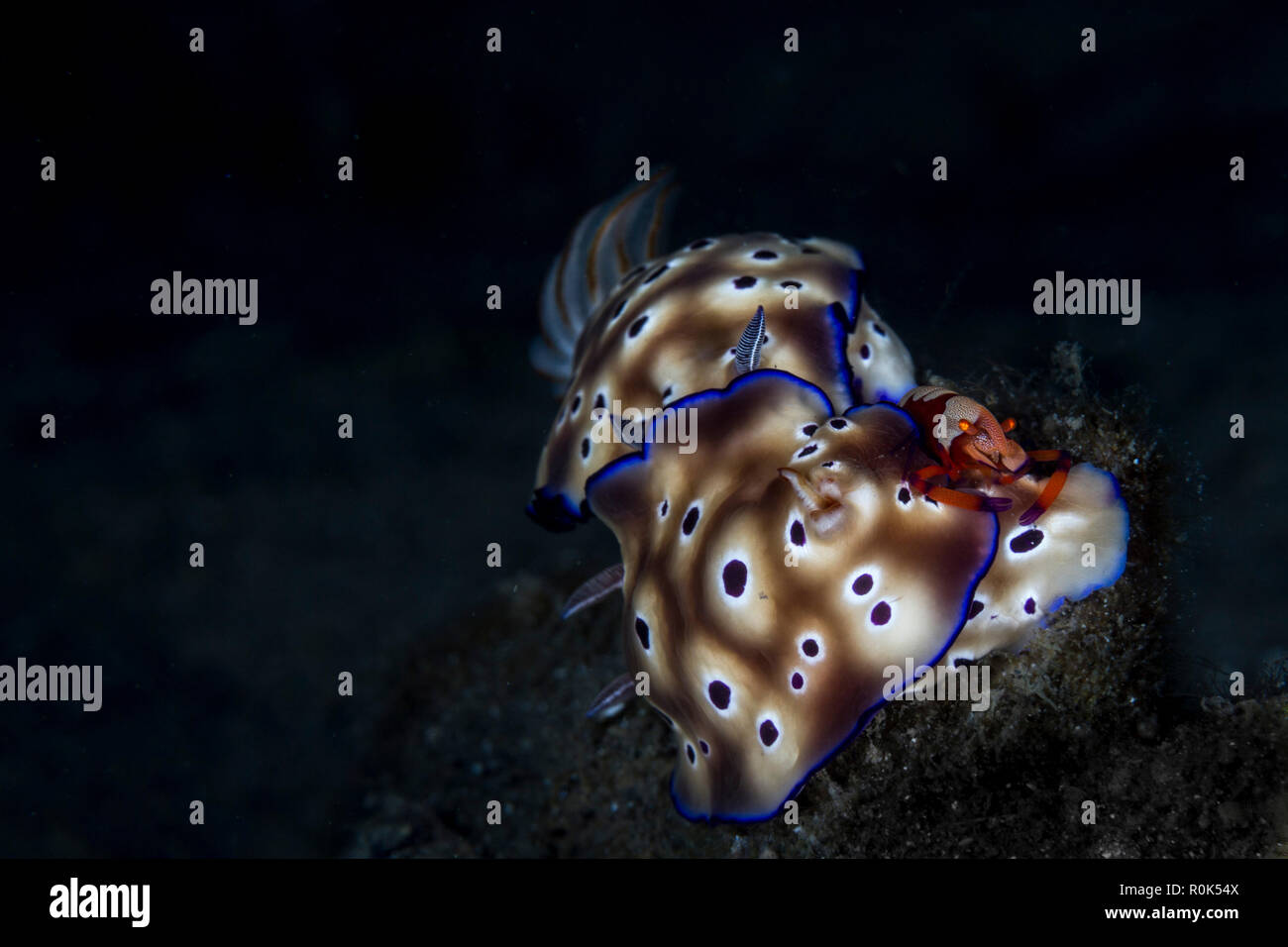 An emperor shrimp sits atop a pair of Hypselodoris tryoni nudibranch ...