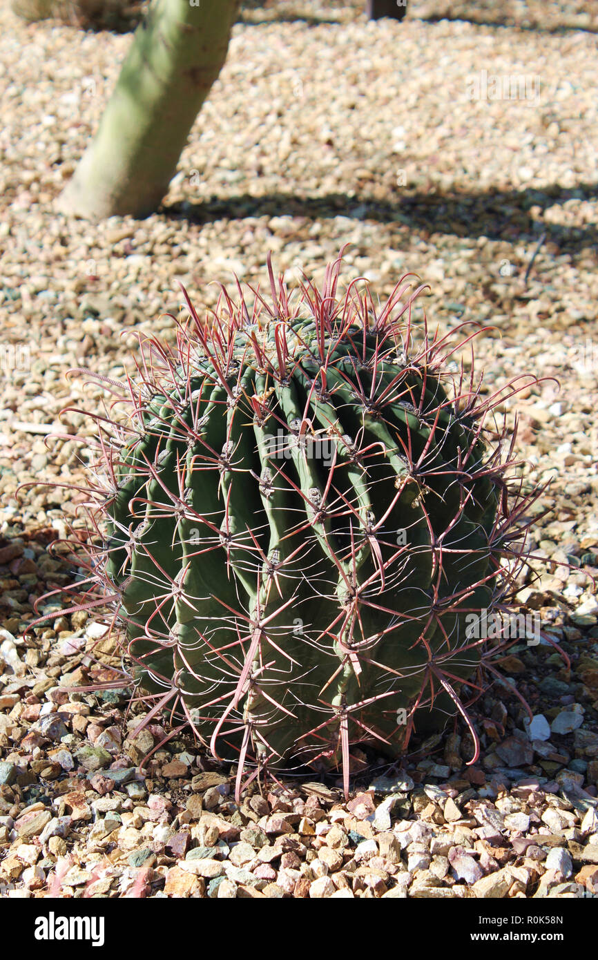 Fishhook barrel cactus hi-res stock photography and images - Alamy