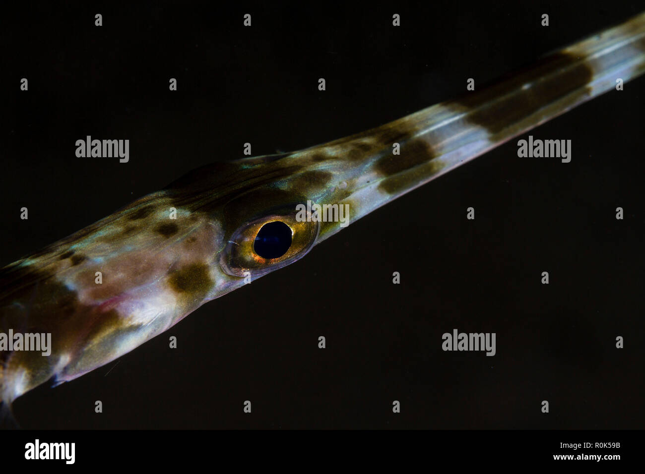 Detail of the eye of a trumpetfish, Anilao, Philippines Stock Photo - Alamy