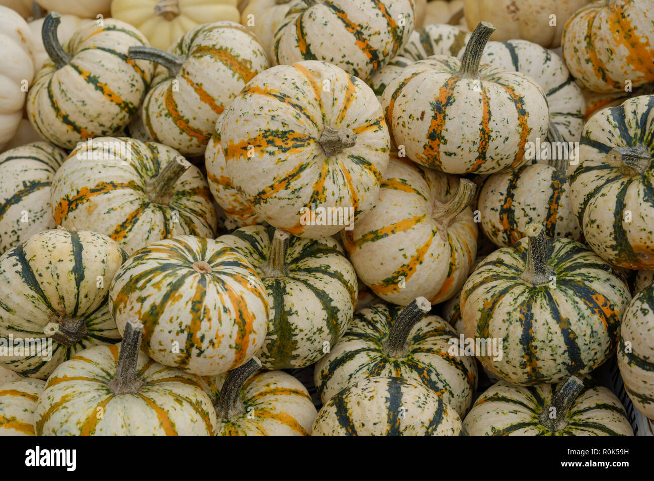 Squash farm hi-res stock photography and images - Alamy