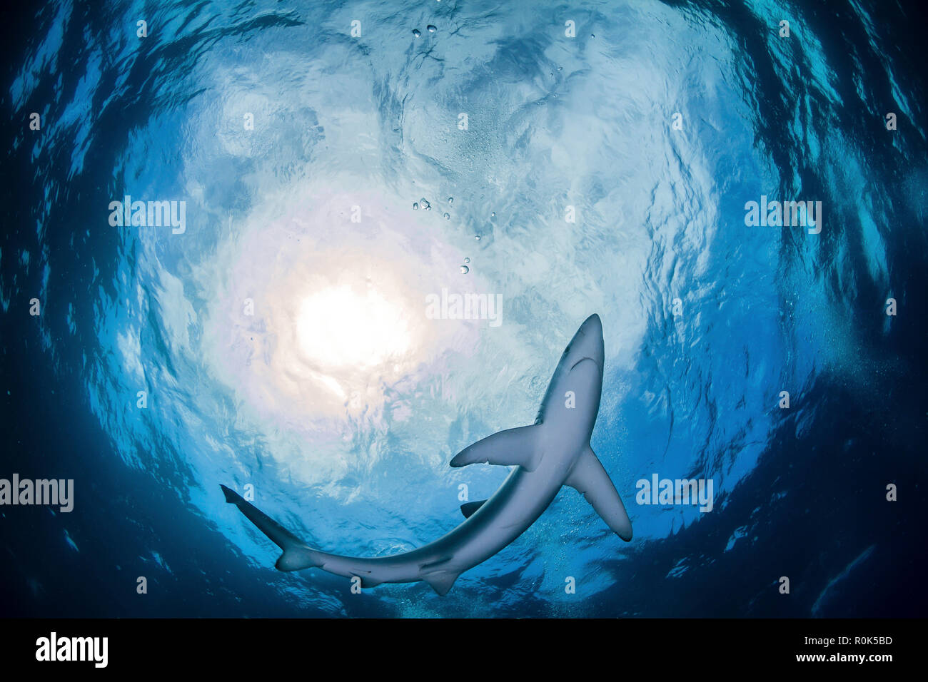 Shark circling hi-res stock photography and images - Alamy