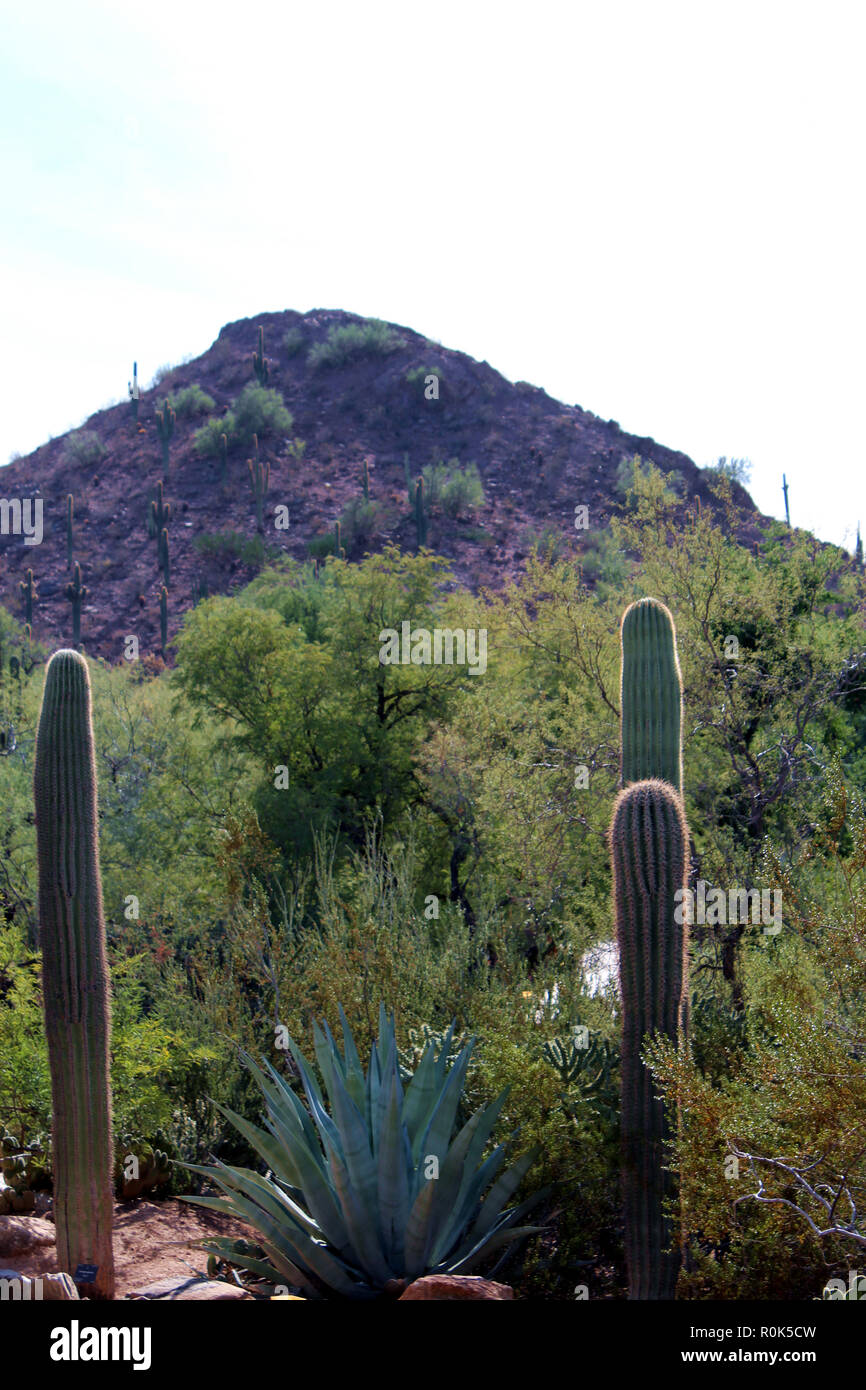 Desert scrub plant hi-res stock photography and images - Alamy