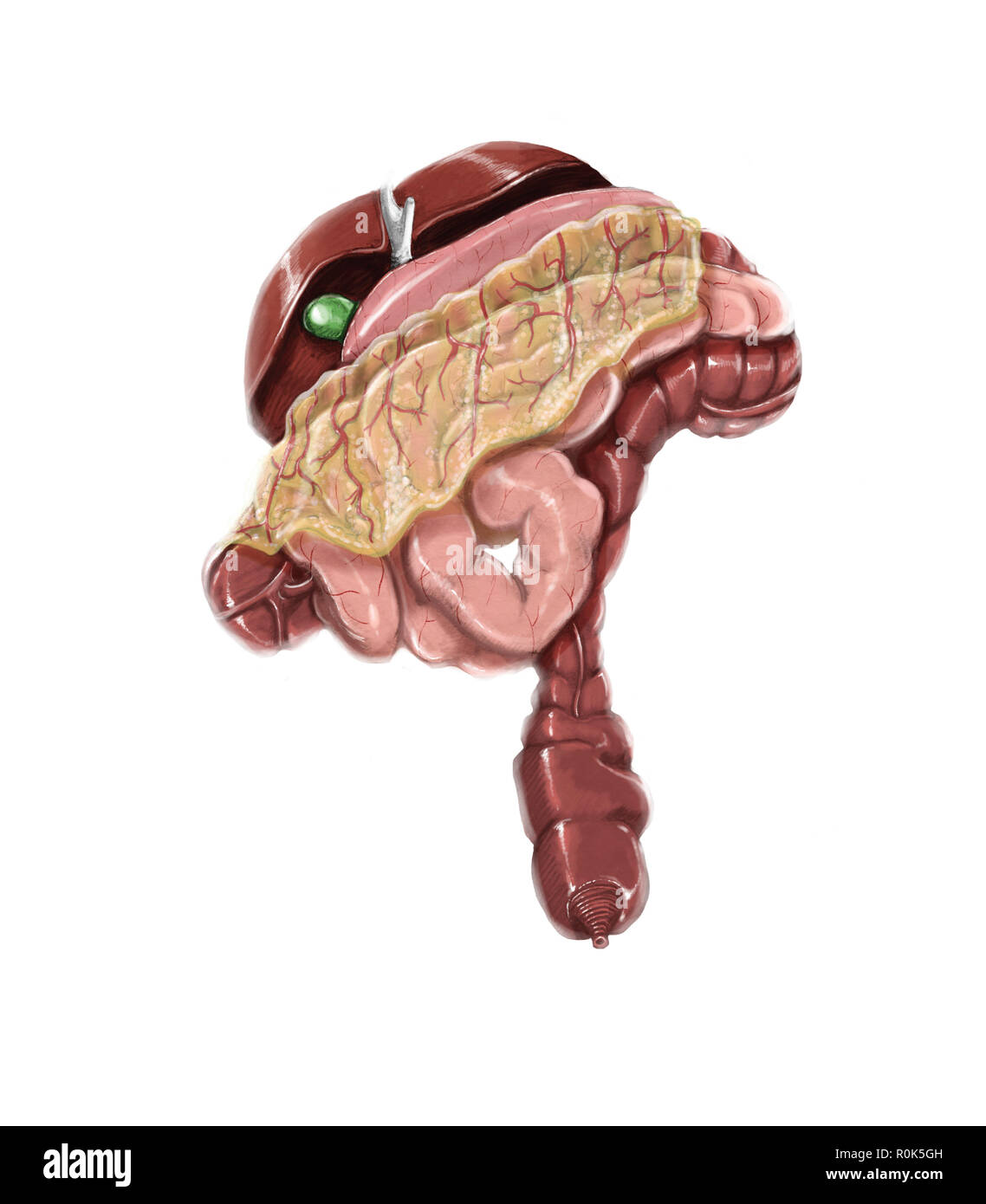 Anatomy human pancreas labels hi-res stock photography and images - Alamy