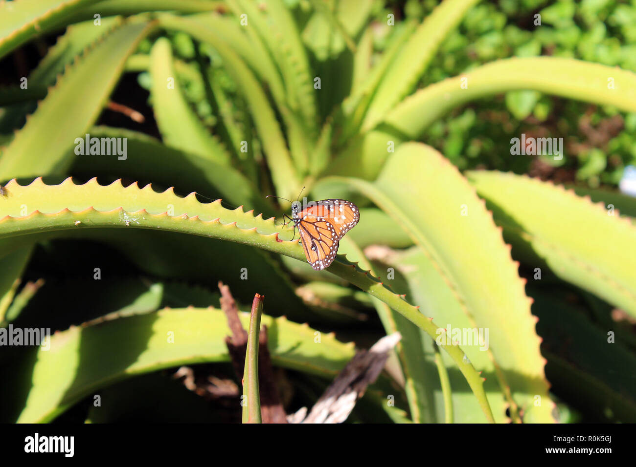 Queen butterfly arizona hi-res stock photography and images - Alamy