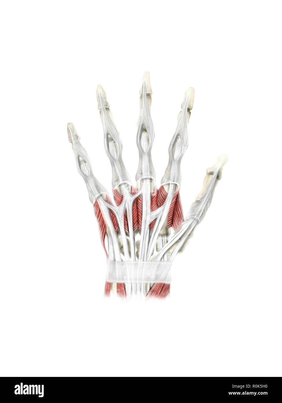 Digital illustration of muscles of the hand, dorsal view (no labels ...