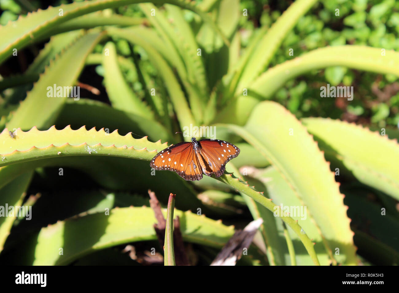 Queen butterfly arizona hi-res stock photography and images - Alamy