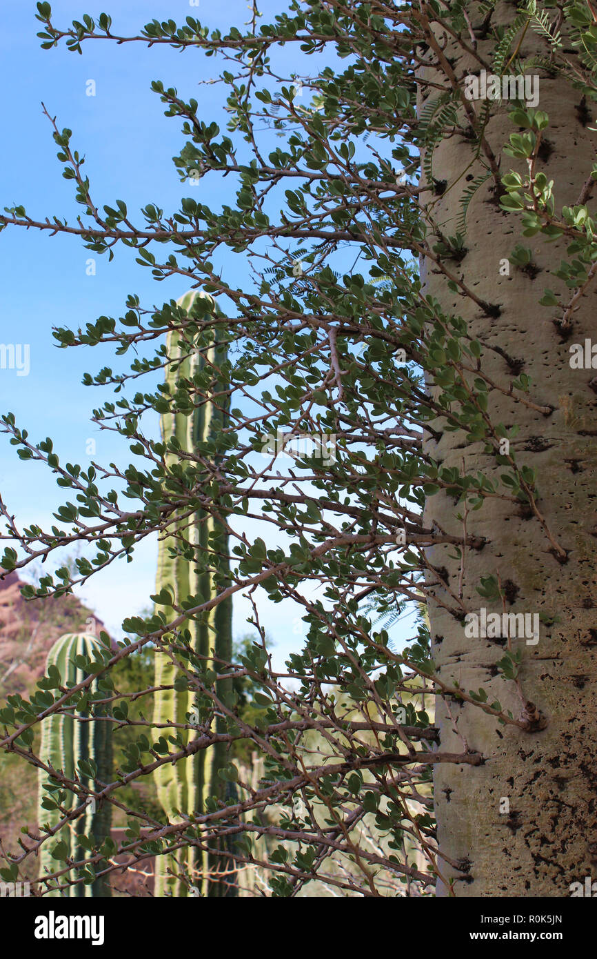 Boojum tree hi-res stock photography and images - Alamy