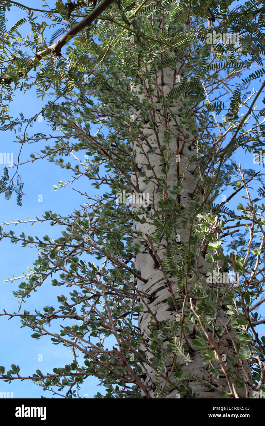 Close up of a Boojum Tree in Arizona, USA Stock Photo - Alamy