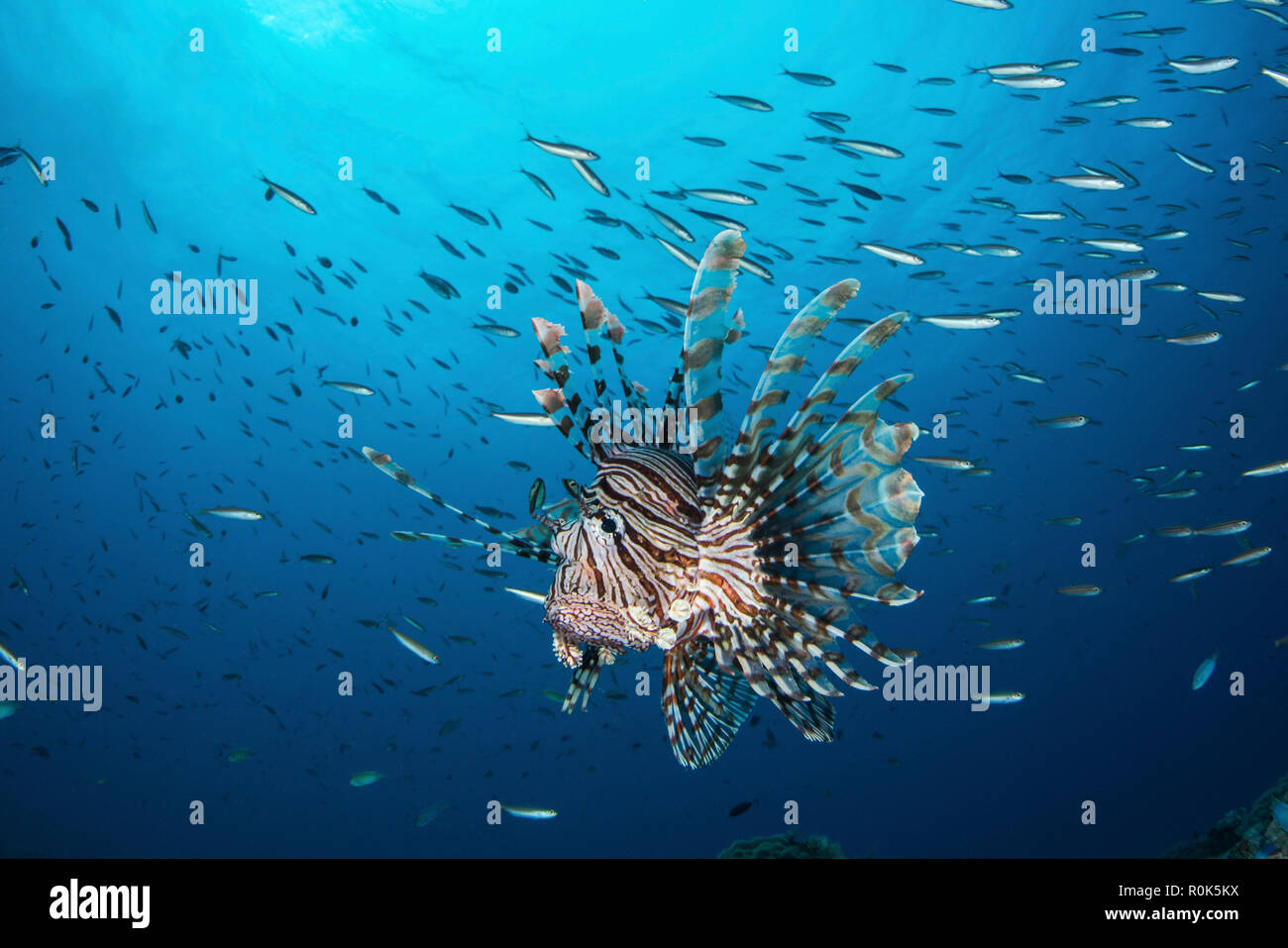 A lionfish in the Pacific Ocean, Micronesia Stock Photo - Alamy
