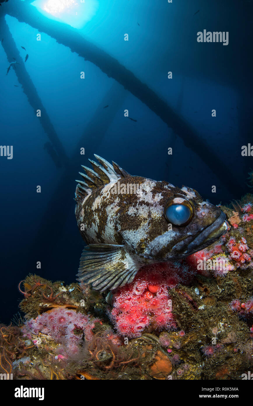 Fish with bulging eyes hi-res stock photography and images - Alamy