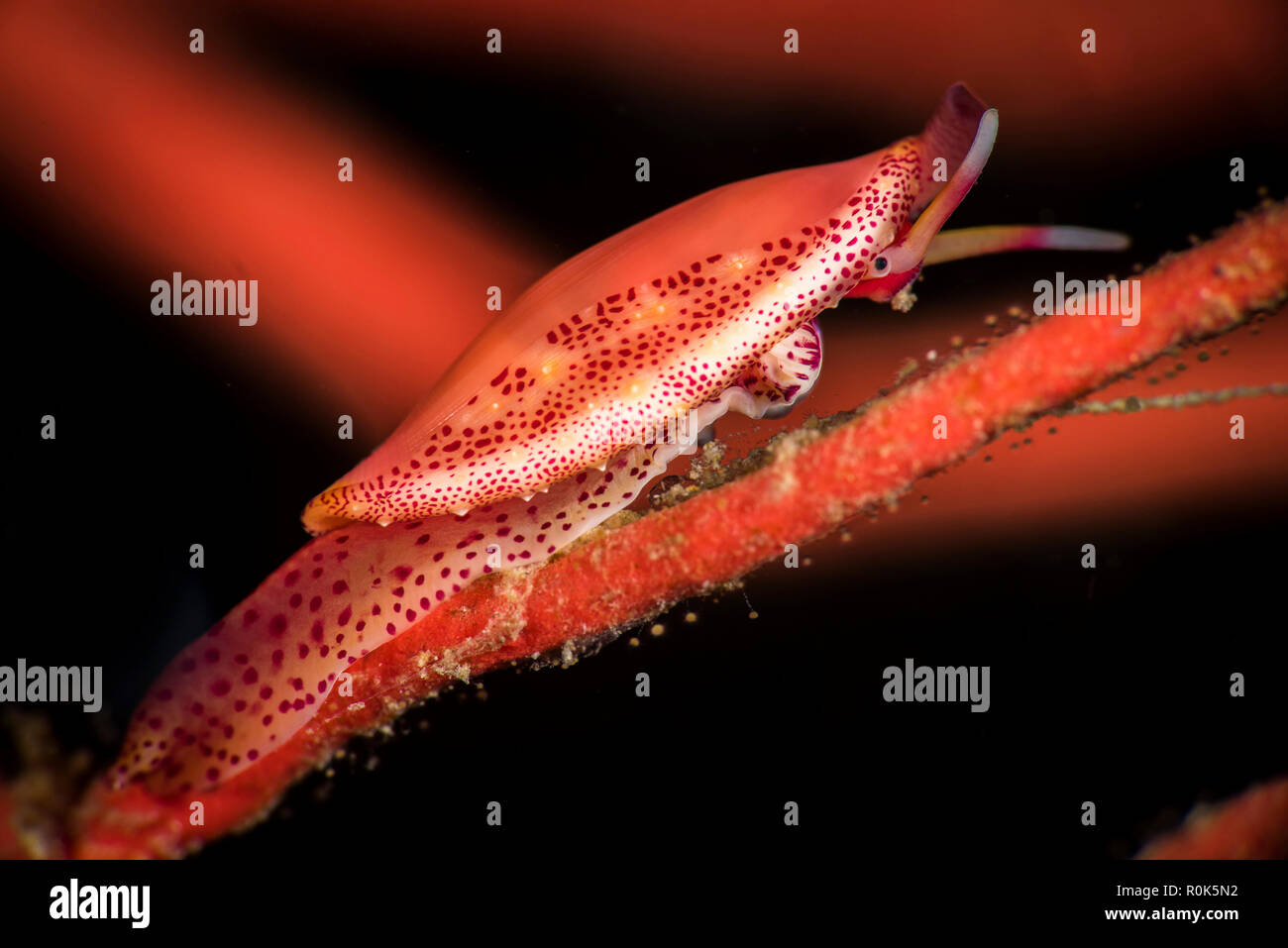 Sea snail underwater hi-res stock photography and images - Alamy