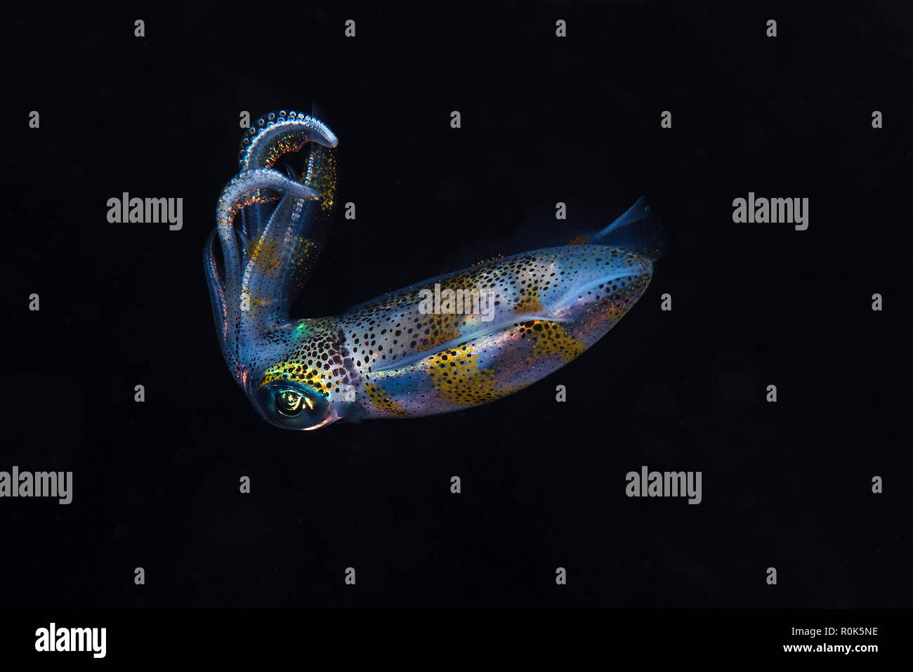 Colorful reef squid, Anilao, Philippines Stock Photo - Alamy