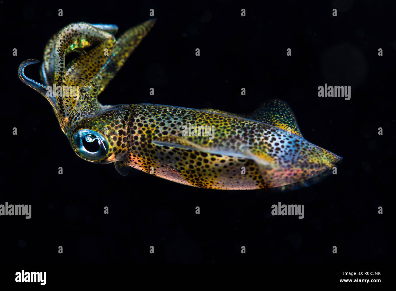 Squid swimming asia hi-res stock photography and images - Alamy