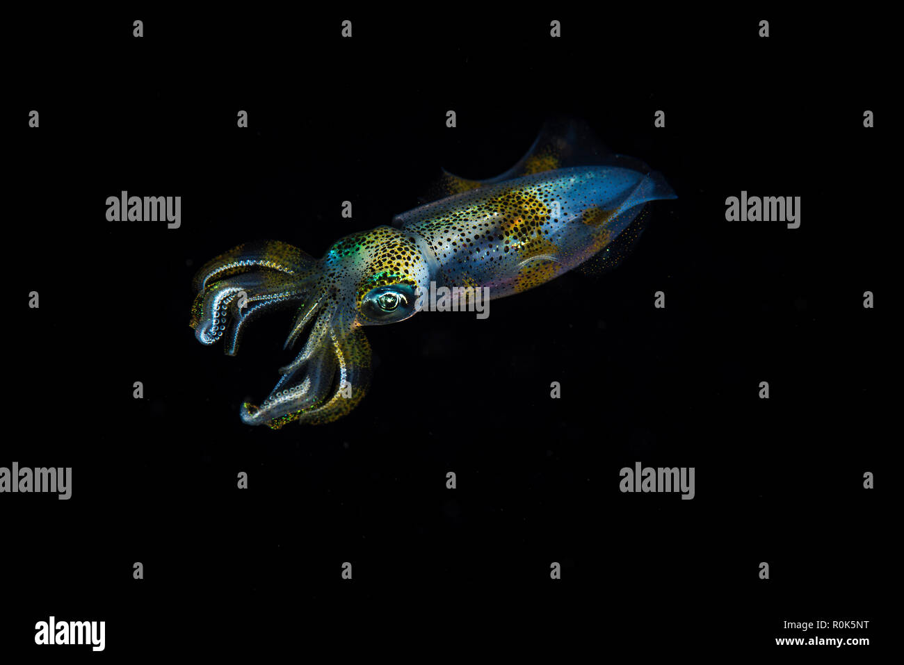 A reef squid hovers in mid-water, Anilao, Philippines Stock Photo - Alamy