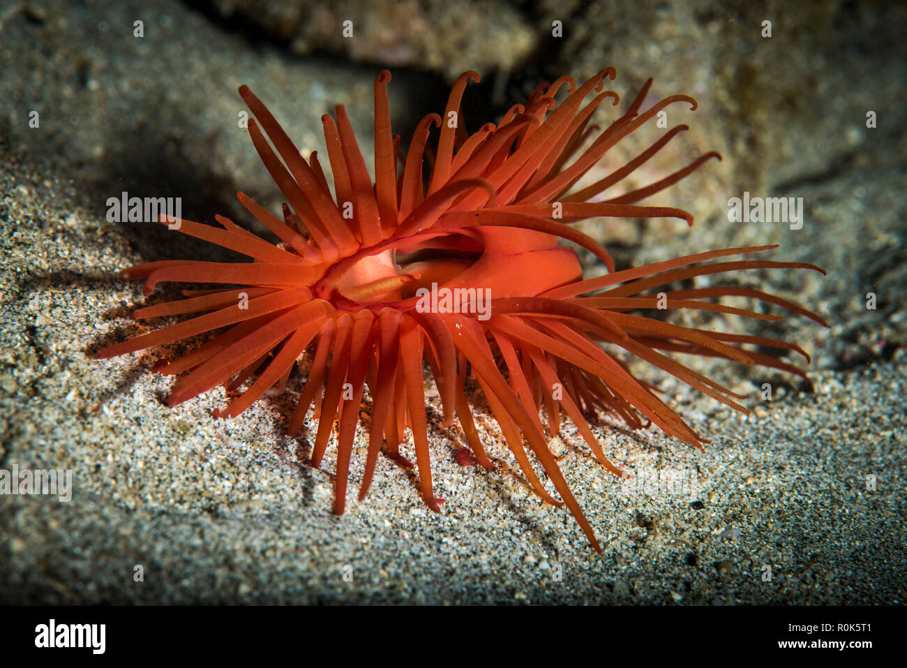 Fileclam High Resolution Stock Photography and Images - Alamy
